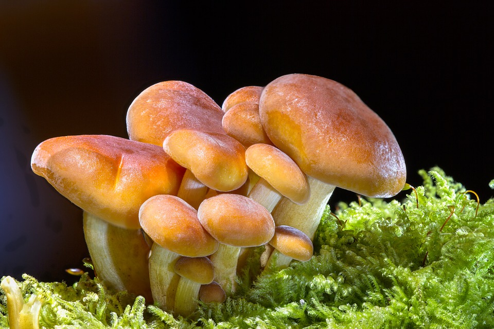 Mushroom: मशरूम क्या है? जानिए इसके उपयोग, डोज और सावधानियां - हैलो ...