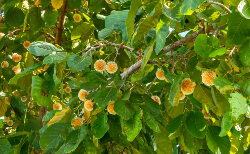 कदम्ब के फायदे एवं नुकसान – Health Benefits of Kadamba Tree ...