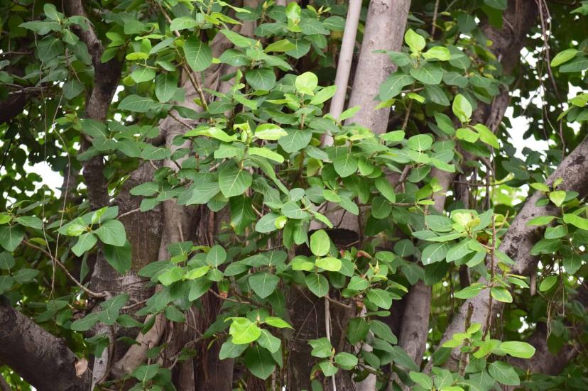 बरगद के फायदे एवं नुकसान – Health Benefits of Banyan Tree (Bargad ka ...