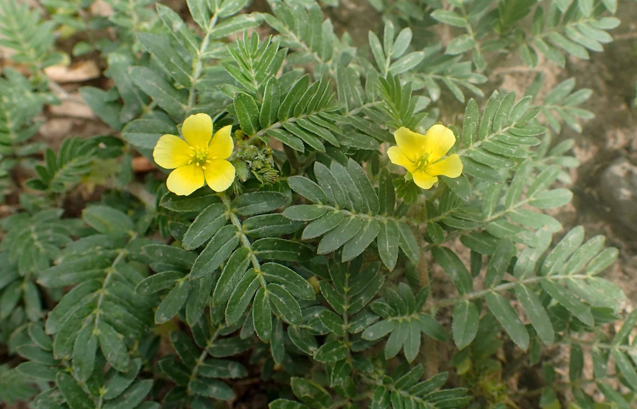 गोखरू के फायदे एवं नुकसान – Health Benefits of Gokhru (Gokshura) | हैलो ...