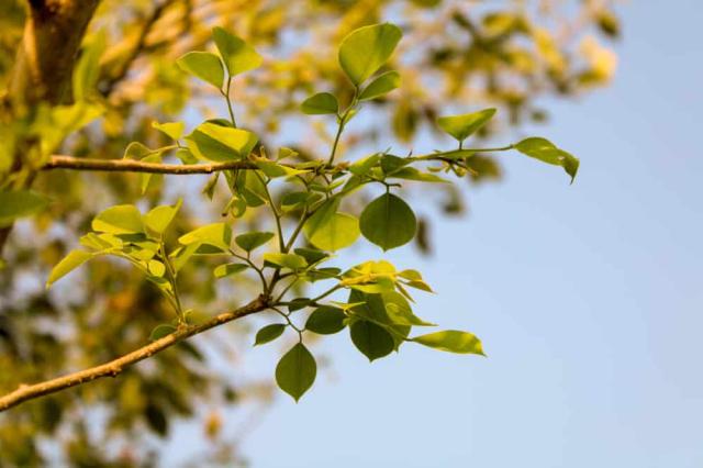 शीशम के फायदे एवं नुकसान – Health Benefits of Shisham (Indian Rosewood ...